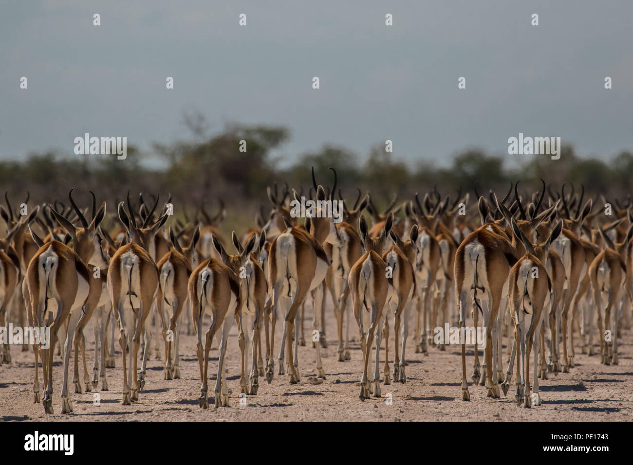 Springbok on the road hi-res stock photography and images - Alamy