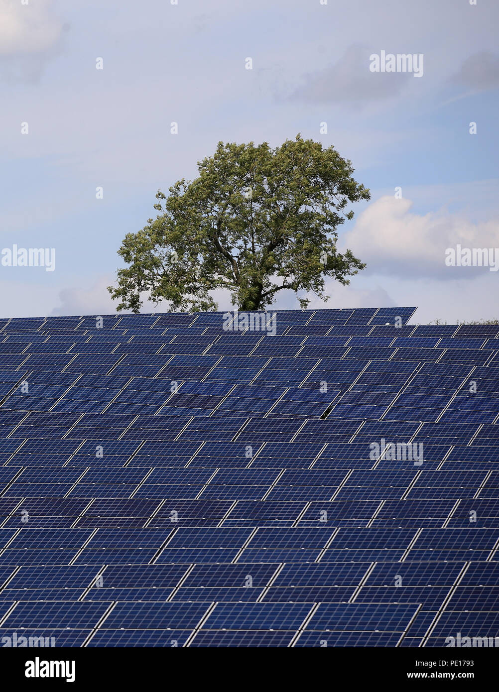 A general view of a lone tree standing above solar panels at the Low ...