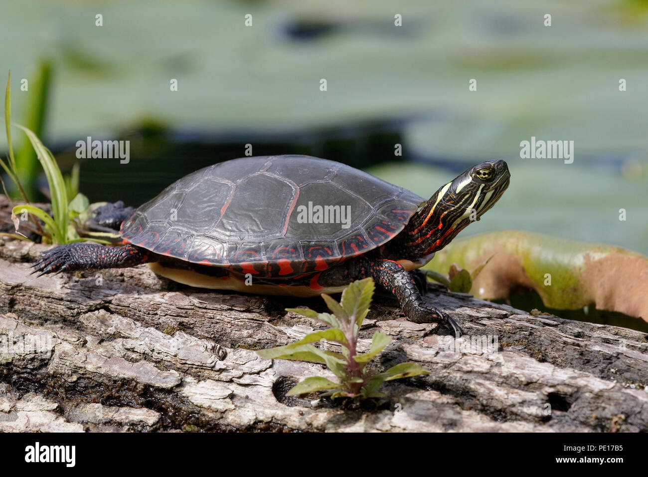 Midland Painted Turtle (Chrysema picta marginata) basking on a log ...