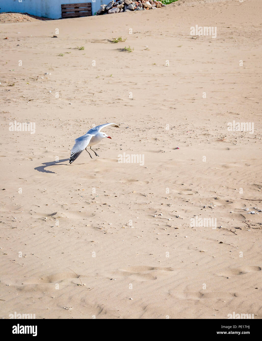 Birds flying over city hi-res stock photography and images - Alamy