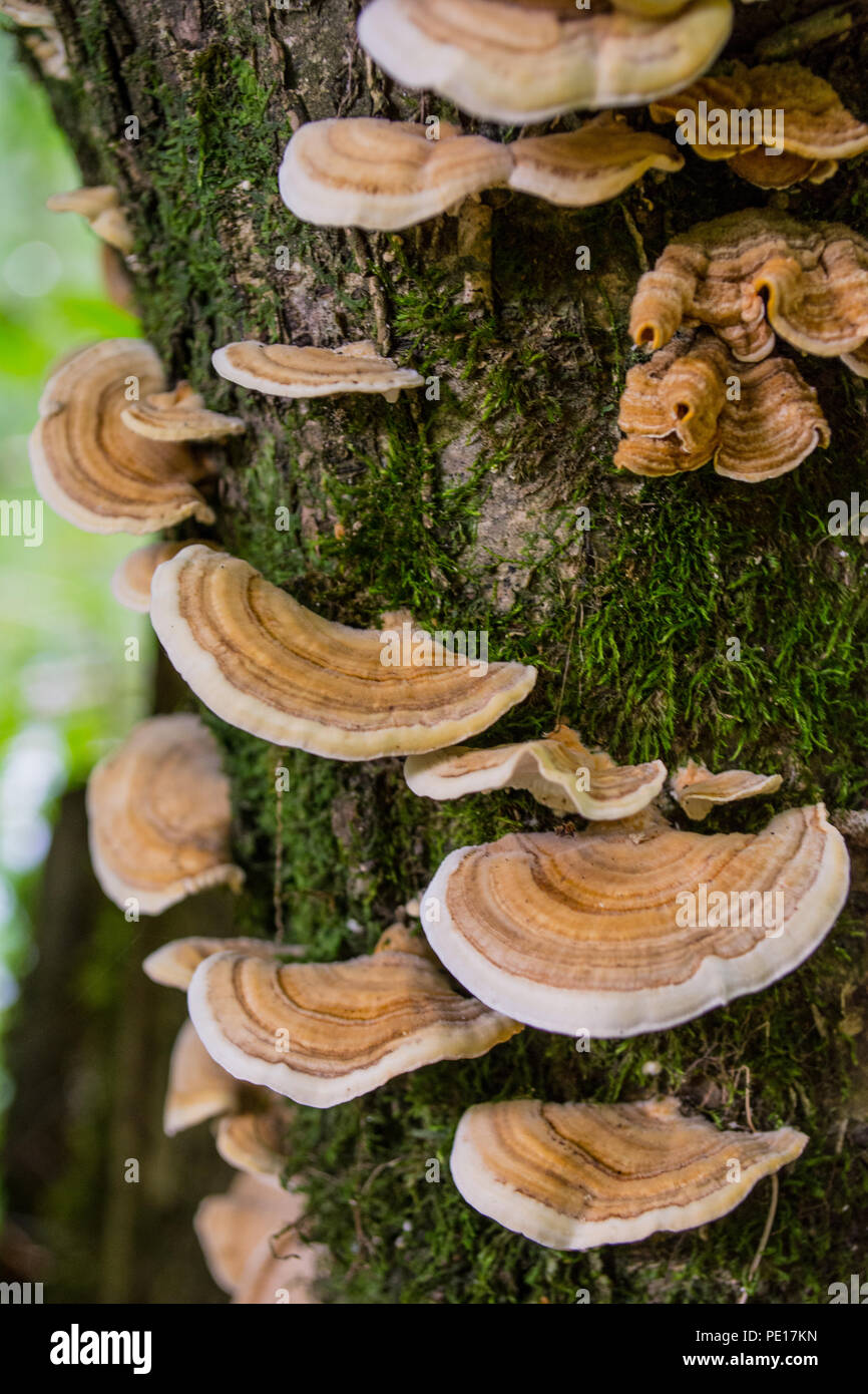 Heat fungus hi-res stock photography and images - Alamy