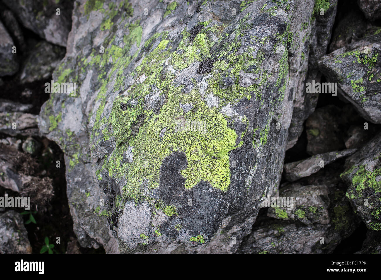 The map lichens / Rhizocarpon geographicum on the rock on the Sharr ...