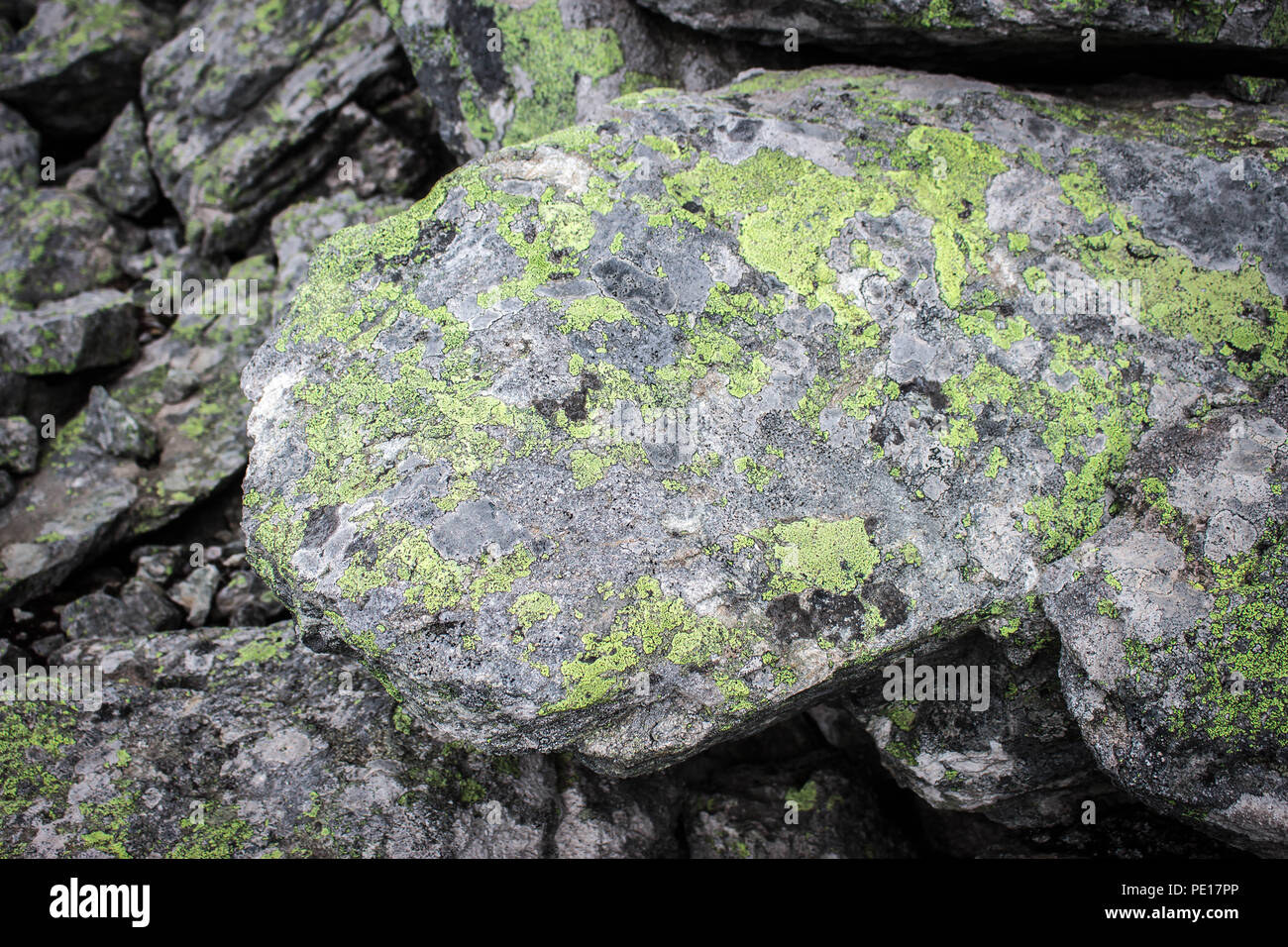 The map lichens / Rhizocarpon geographicum on the rock on the Sharr ...