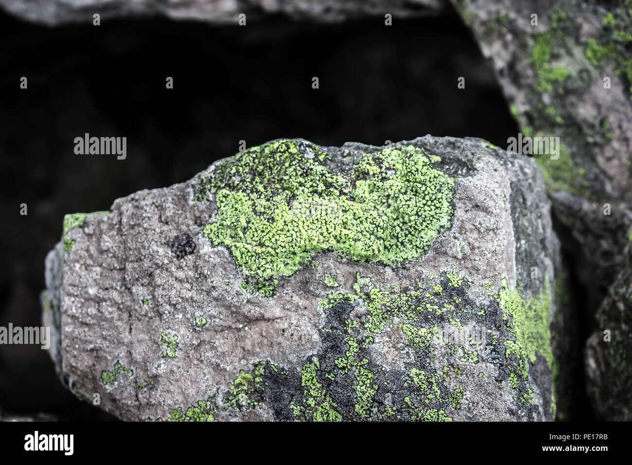 The map lichens / Rhizocarpon geographicum on the rock on the Sharr ...