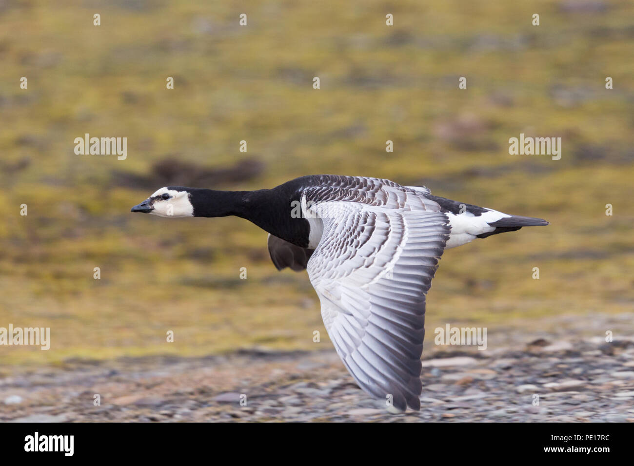 portrait barnacle goose (branta leucopsis) in flight over ground ...