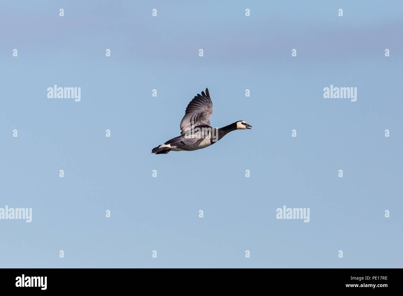 natural barnacle goose (branta leucopsis in flight, spread wings, blue ...