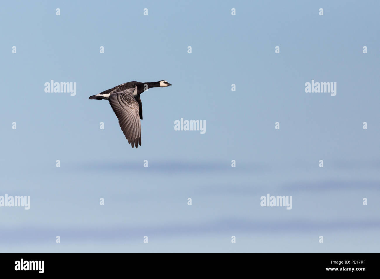 natural barnacle goose (branta leucopsis in flight, blue sky Stock ...