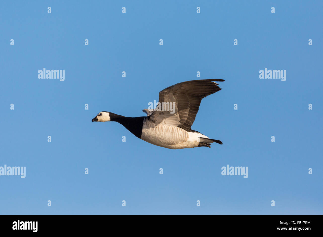 flying natural barnacle goose (branta leucopsis), blue sky, sunshine ...