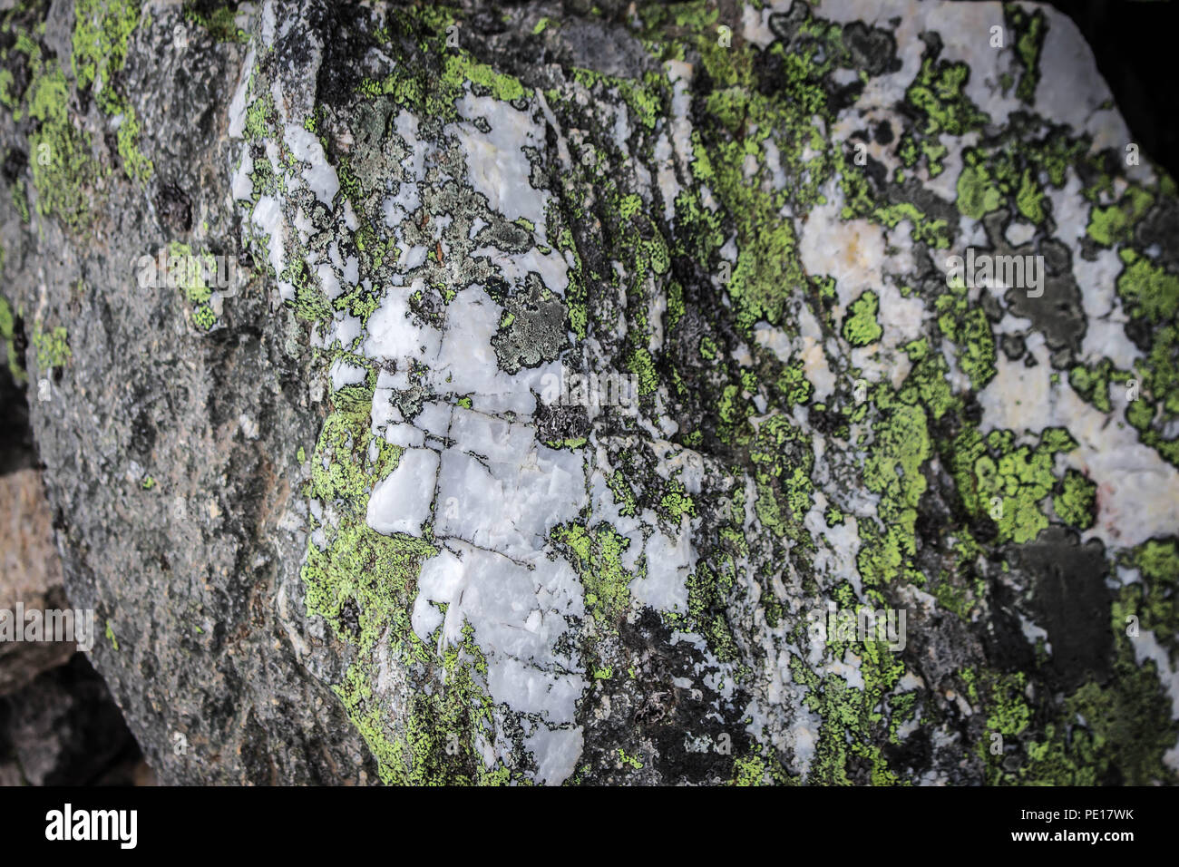 The map lichens / Rhizocarpon geographicum on the rock on the Sharr ...