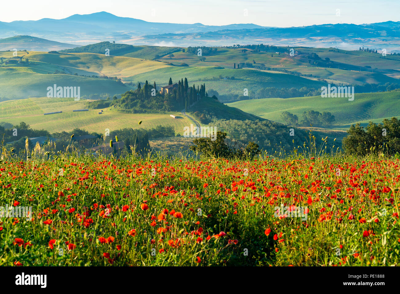 Beautiful View of green Hilly Tuscan Field in summer with the typical ...