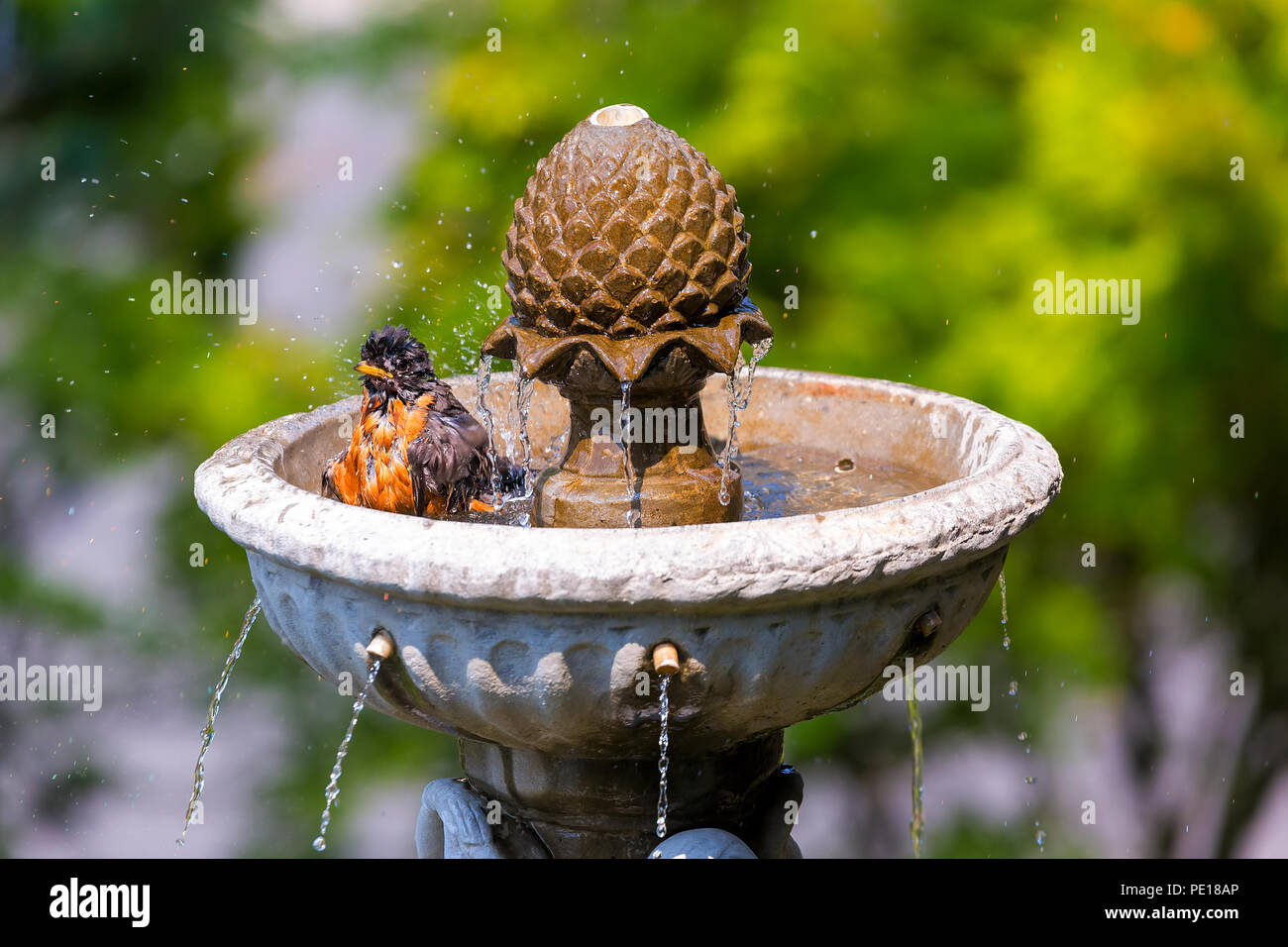 Robin on water feature hi-res stock photography and images - Alamy