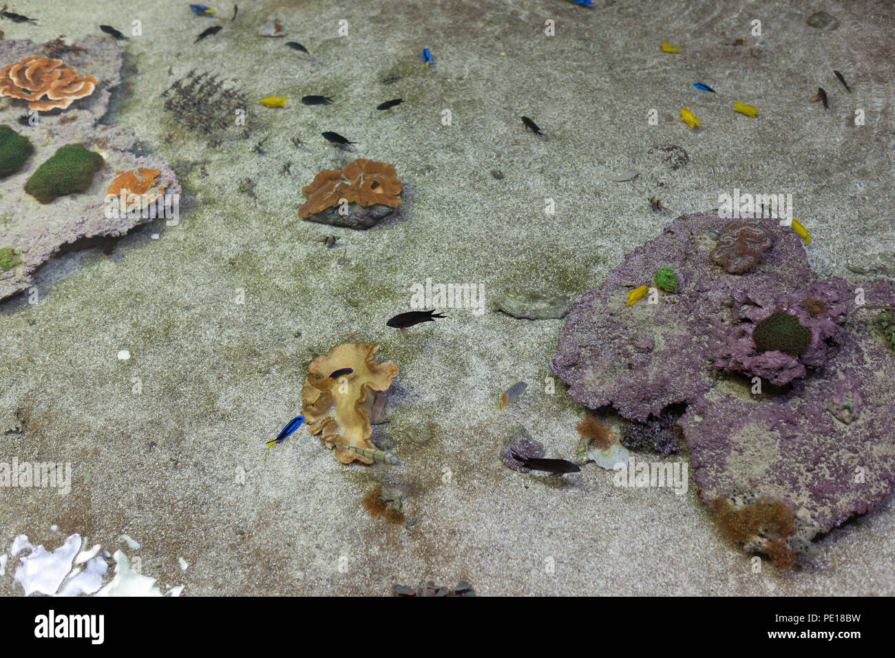 Colorful underwater aquarium marine life horizontal background Stock ...