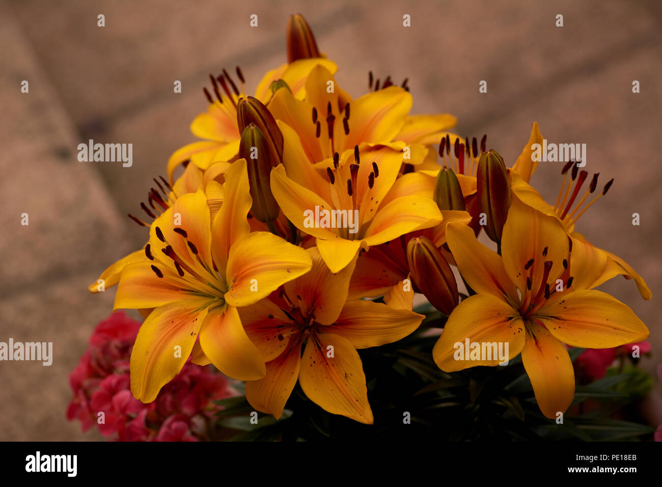 Landscapes , Flowers and wildlife Stock Photo - Alamy