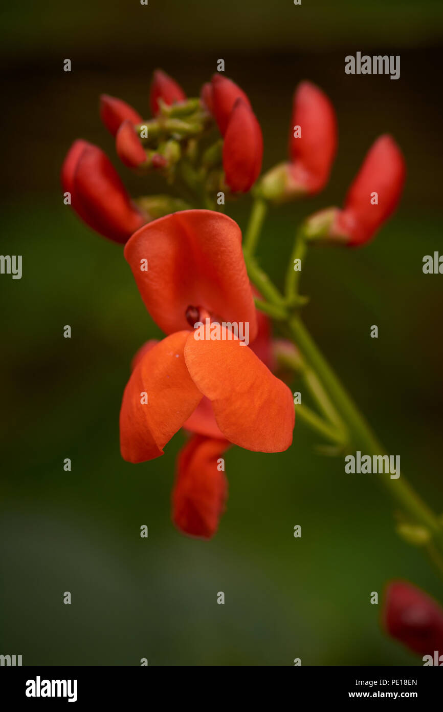 Landscapes , Flowers and wildlife Stock Photo - Alamy