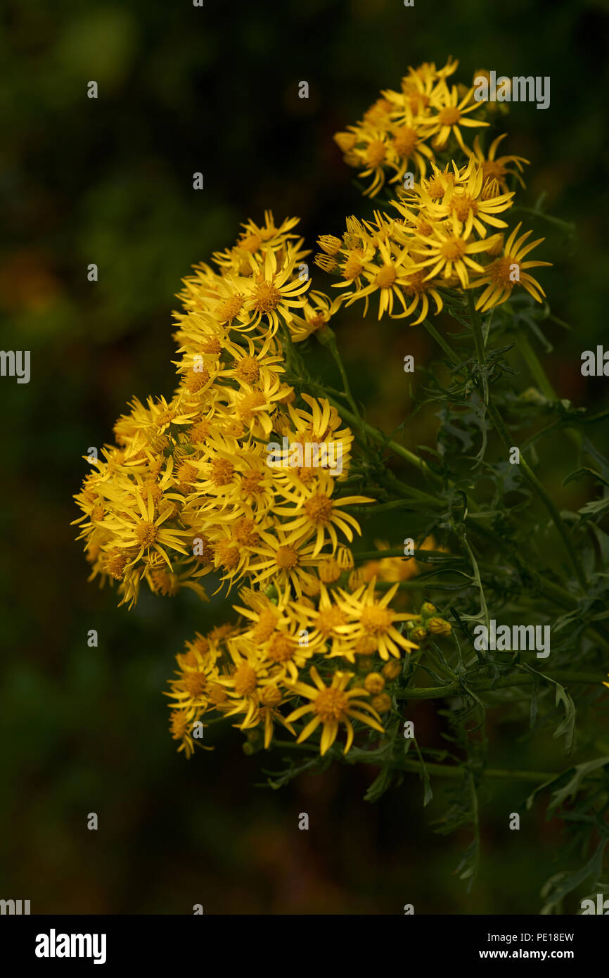 Landscapes , Flowers and wildlife Stock Photo - Alamy