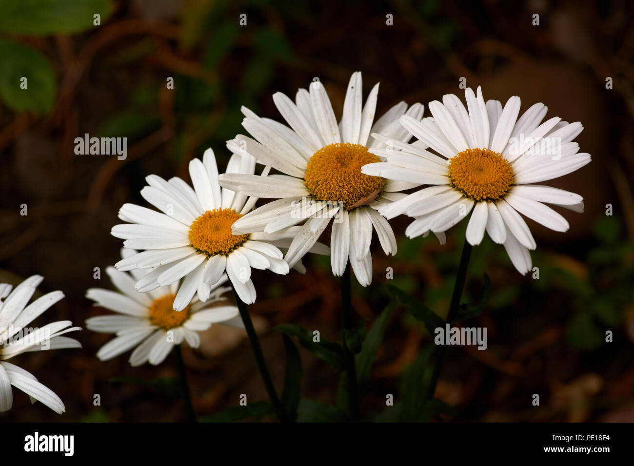 Landscapes , Flowers and wildlife Stock Photo - Alamy