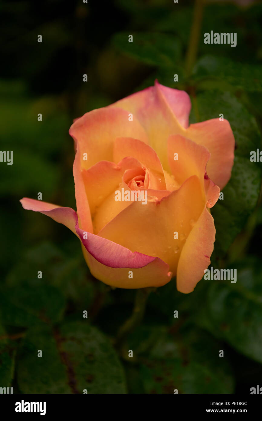 Landscapes , Flowers and wildlife Stock Photo - Alamy