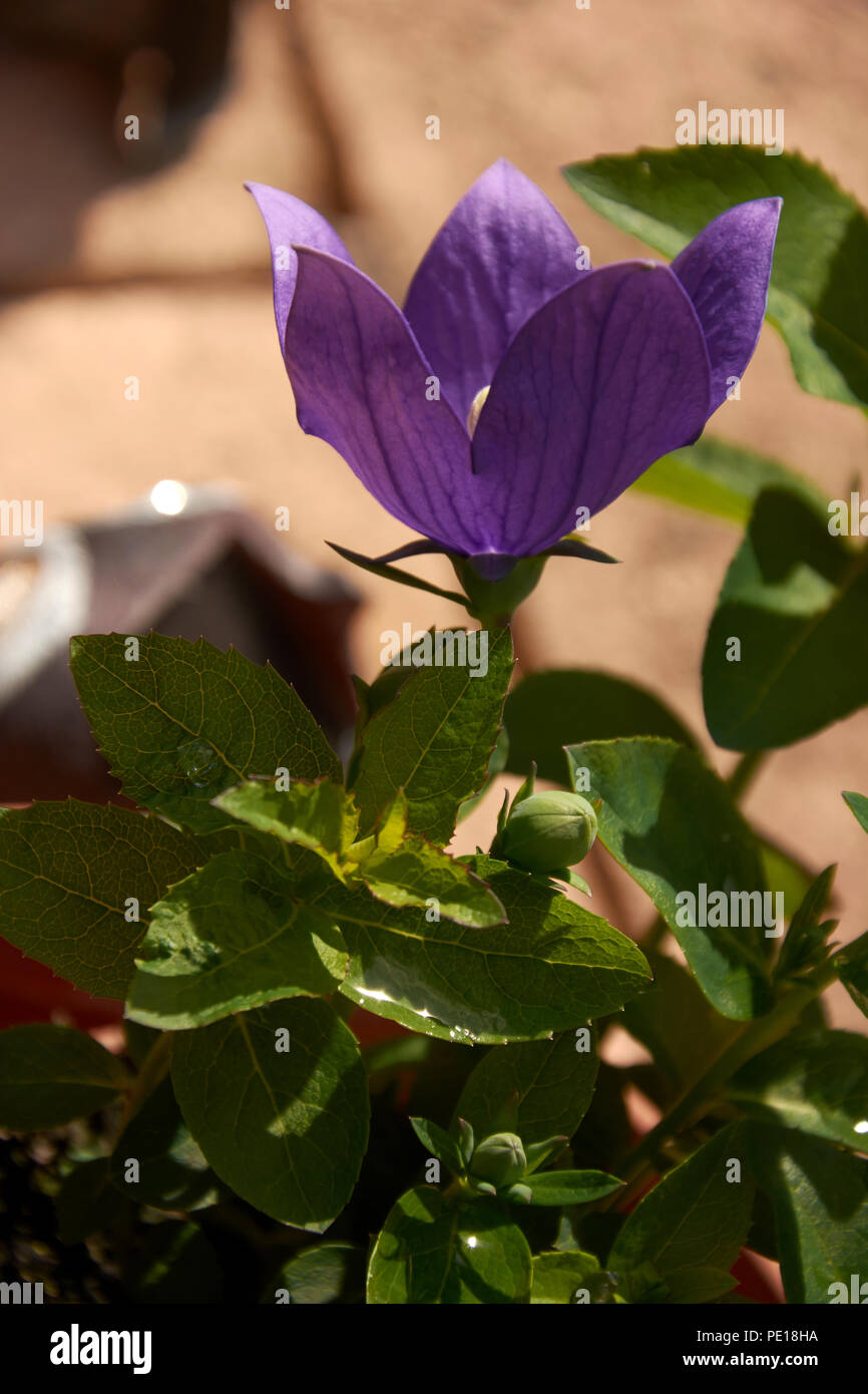 Landscapes , Flowers and wildlife Stock Photo - Alamy