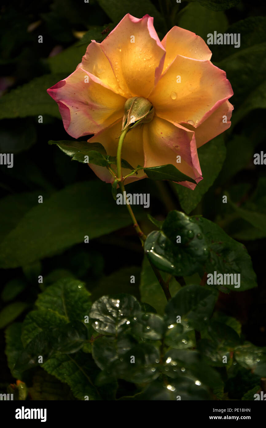 Landscapes , Flowers and wildlife Stock Photo - Alamy