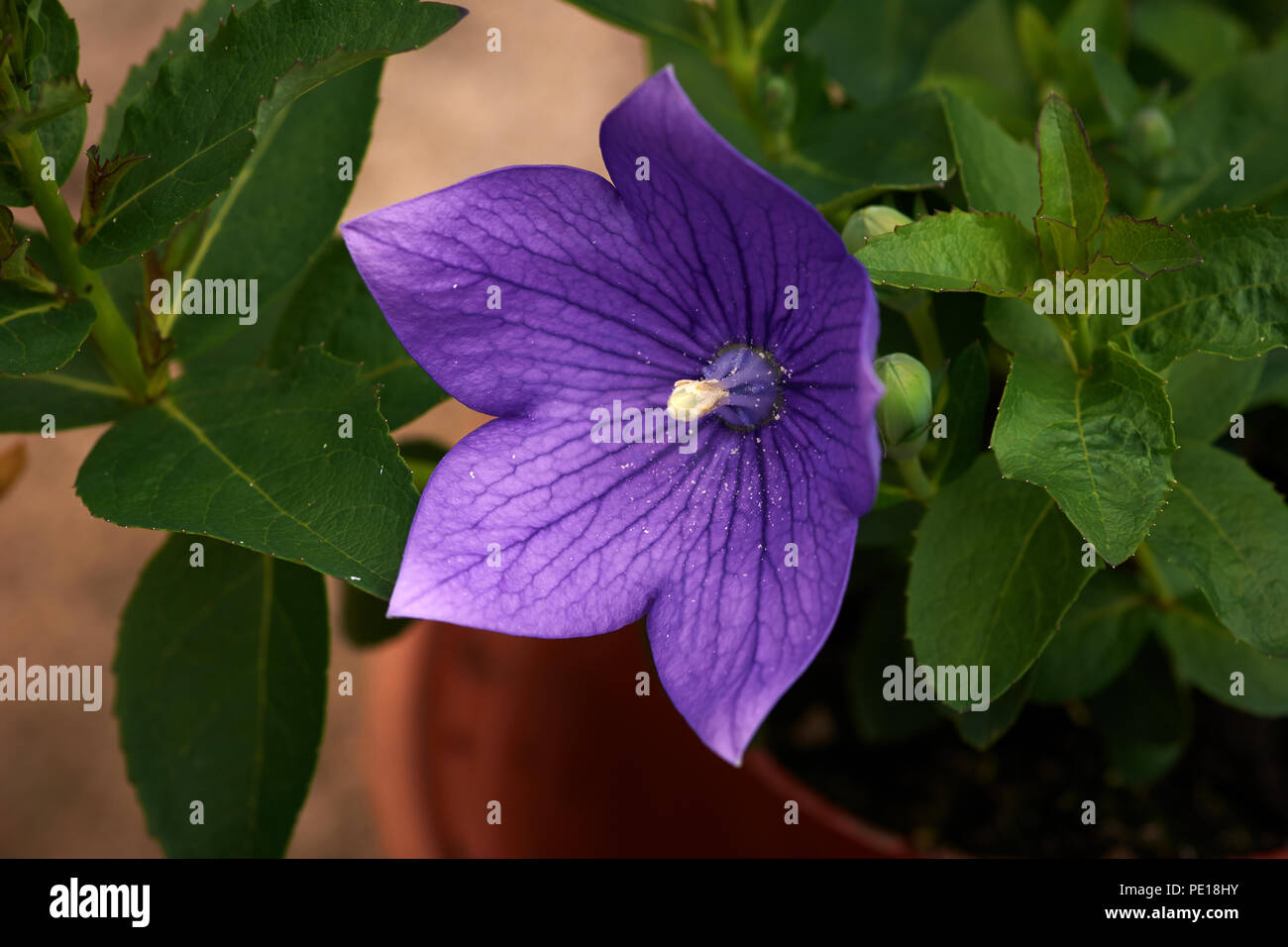 Landscapes , Flowers and wildlife Stock Photo - Alamy