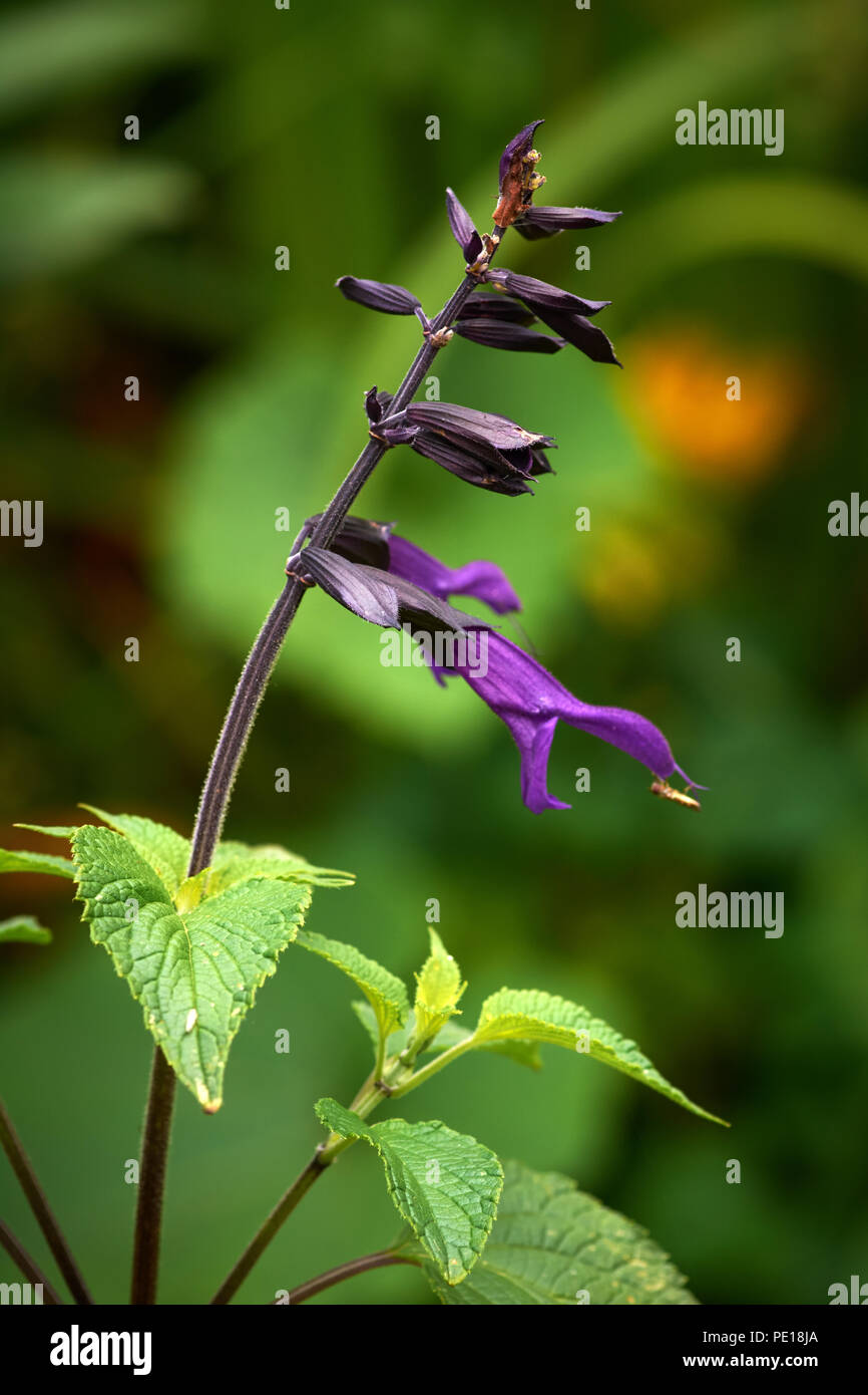 Landscapes , Flowers and wildlife Stock Photo - Alamy