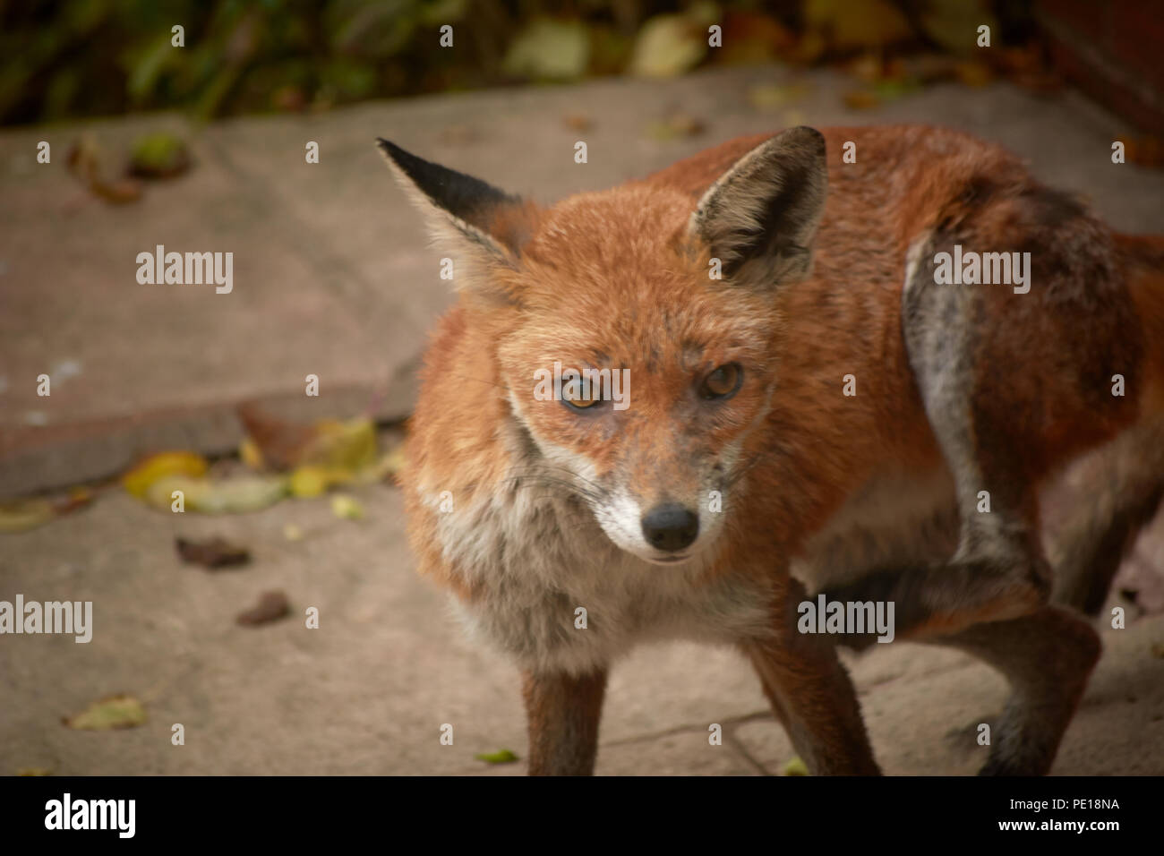 Fox feeding on domestic waste hi-res stock photography and images - Alamy