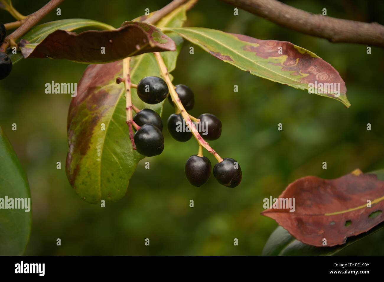 Landscapes , Flowers and wildlife Stock Photo - Alamy