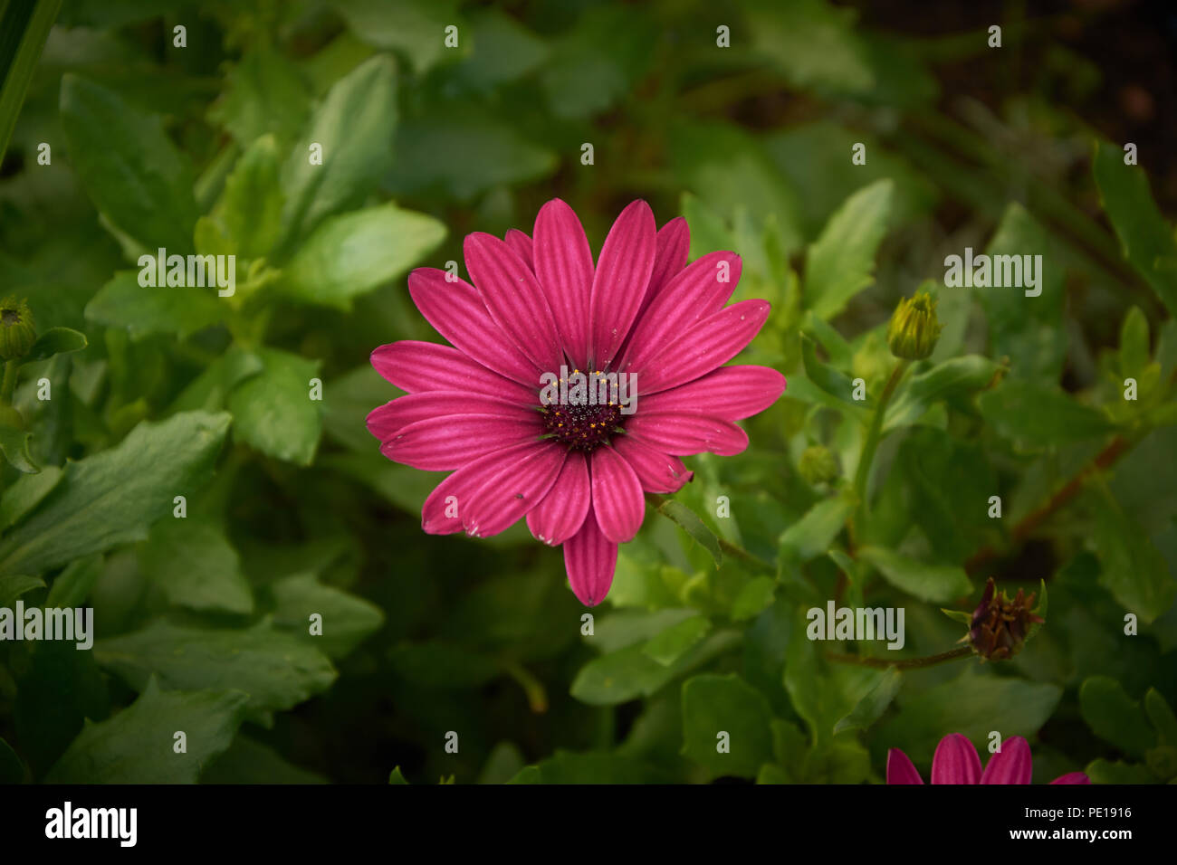 Landscapes , Flowers and wildlife Stock Photo - Alamy
