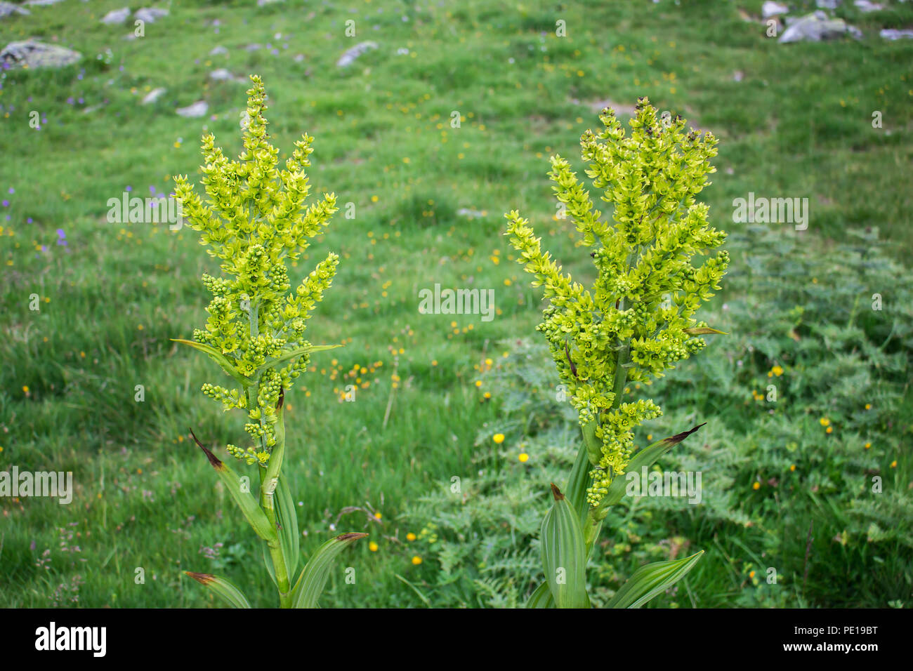 Green flowers of false helleborine plants - Veratrum album / lobelianum ...
