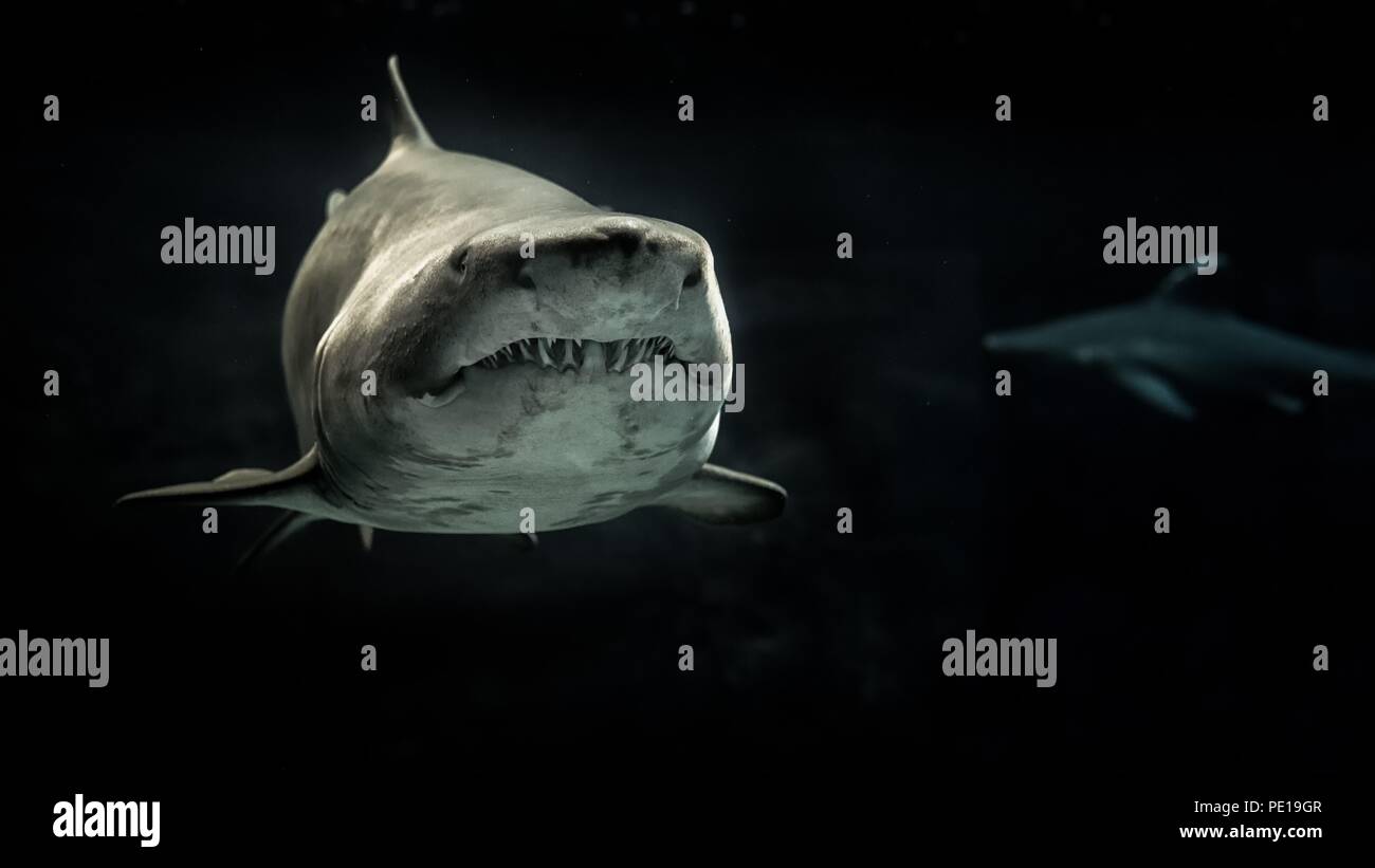Awesome Shark Images Stock Photo - Alamy