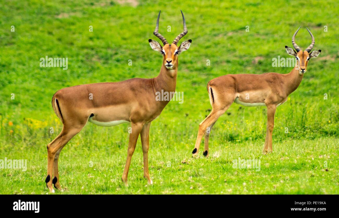 Cute deers hi-res stock photography and images - Alamy