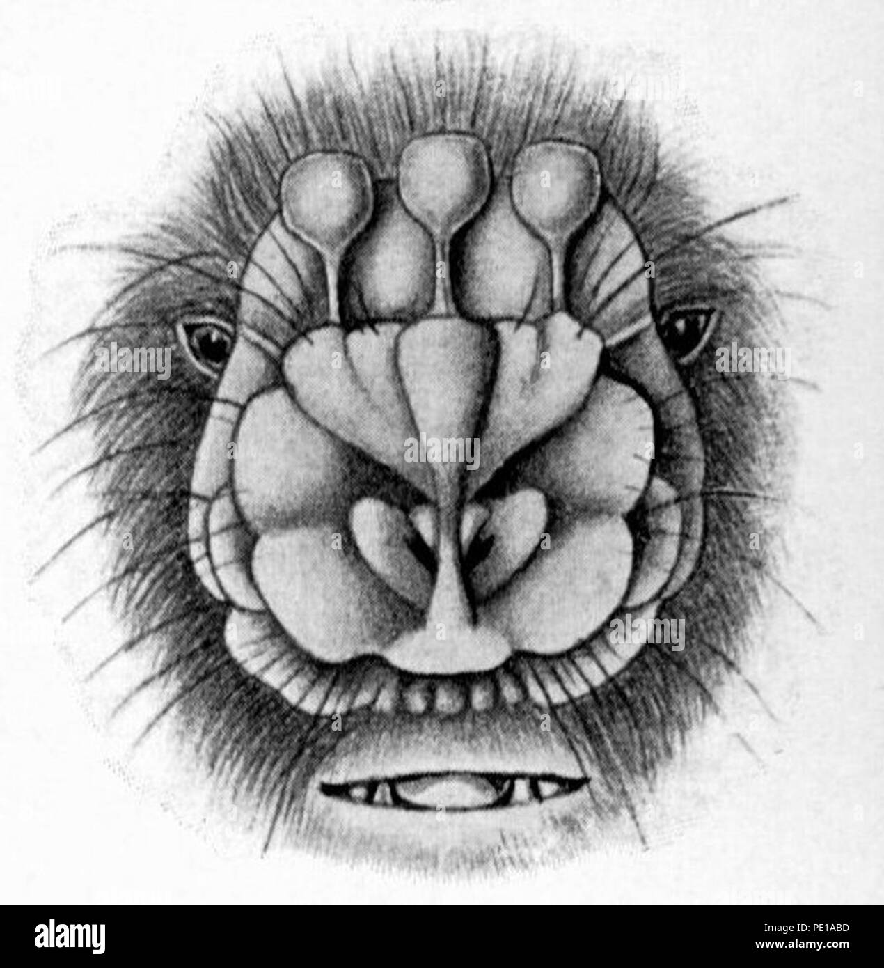 Anthops ornatus hi-res stock photography and images - Alamy