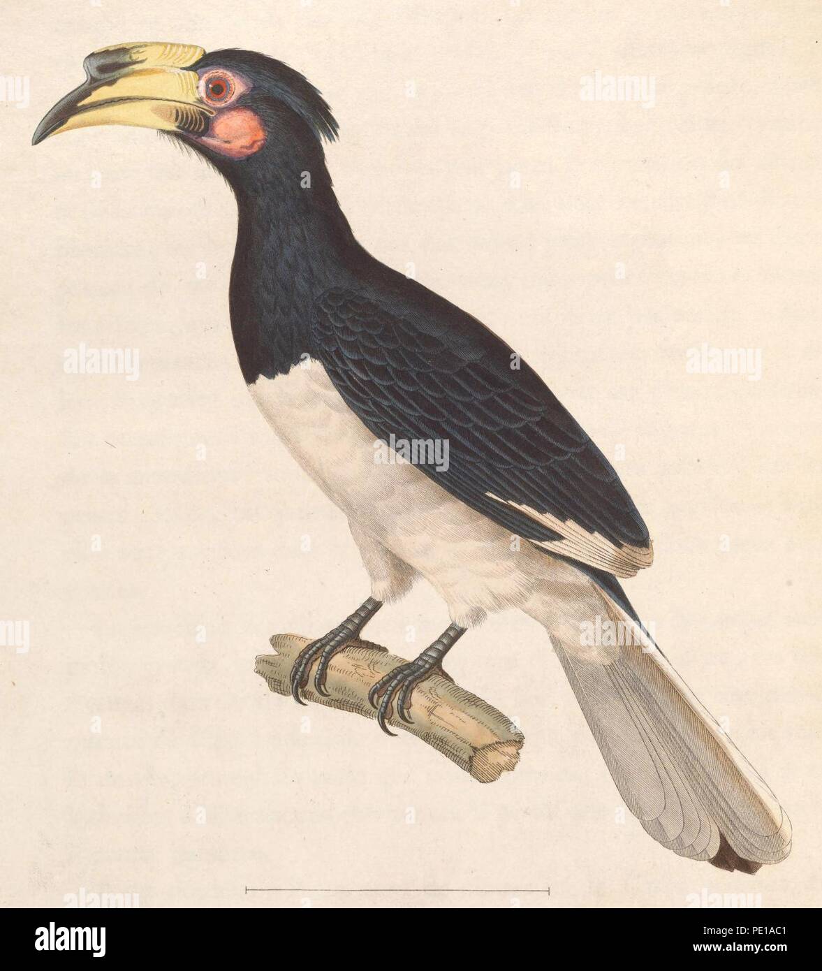 Anthracoceros albirostris convexus 1838 Stock Photo - Alamy