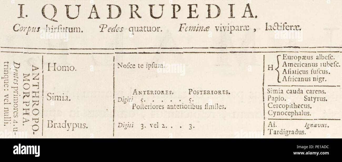 Anthropomorpha Detail form Systema Naturae 1735 Stock Photo - Alamy