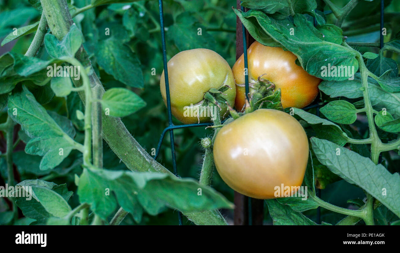 Vegetables isolated growing tomatoes hi-res stock photography and images - Alamy