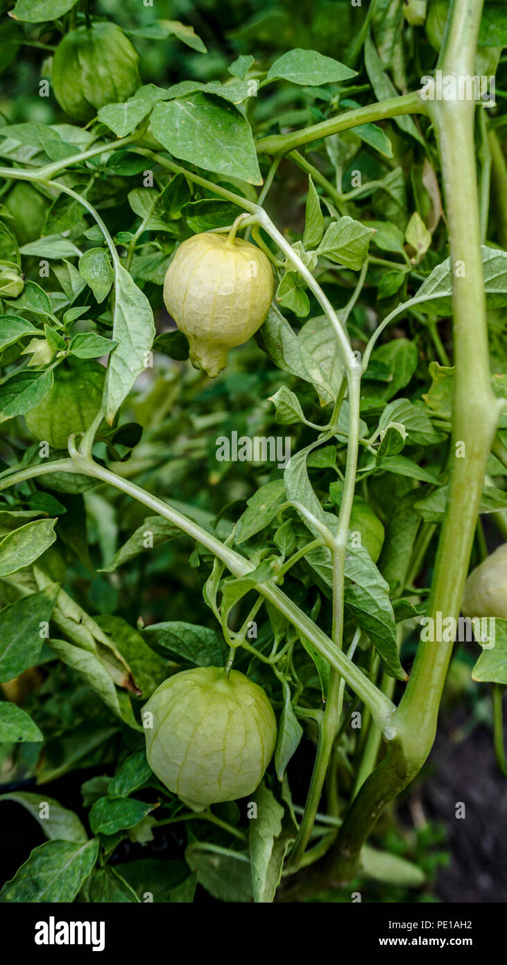 Physalis peruviana growing hi-res stock photography and images - Alamy