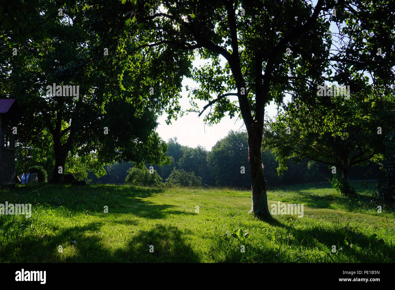 Wiese baum sommer hi-res stock photography and images - Alamy
