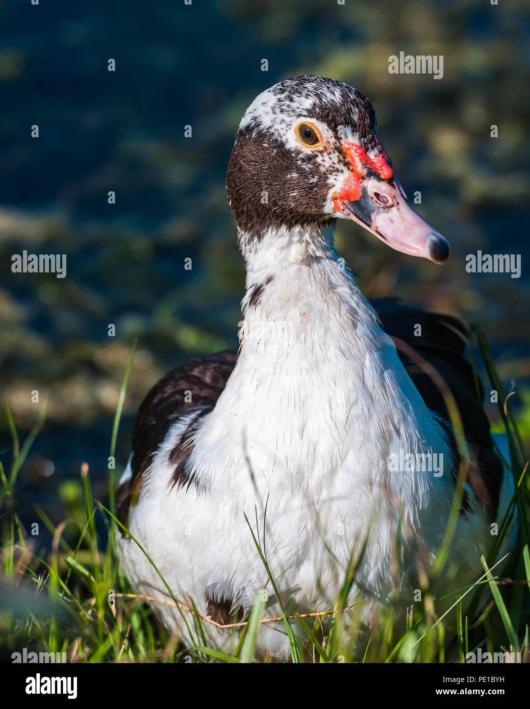 Muscovy pond hi-res stock photography and images - Alamy