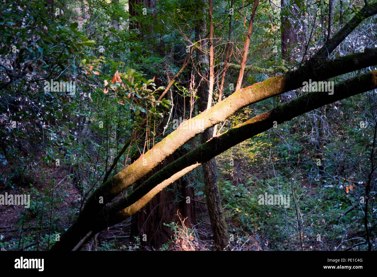 Sunlit tree branch Stock Photo - Alamy