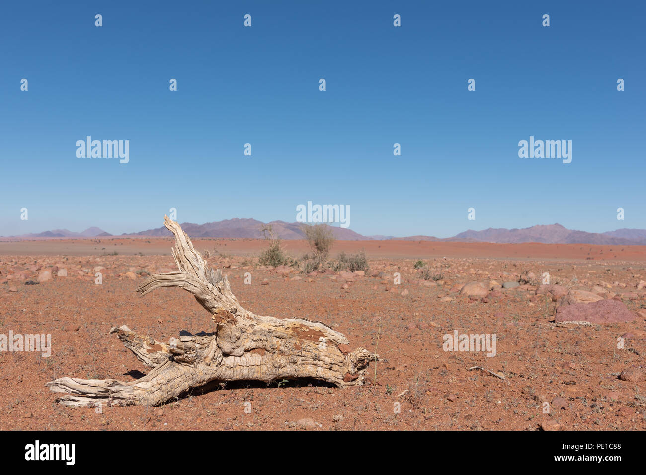 Dry dead branch lying in arid drought ridden region, Africa Stock Photo ...
