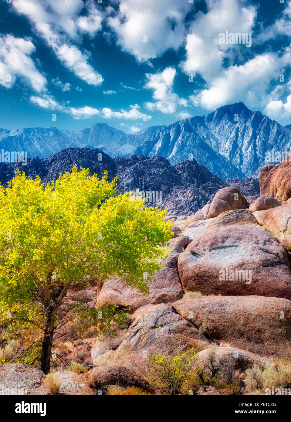 Fall colored tree in Alabama Hills, California. Sky has been added ...