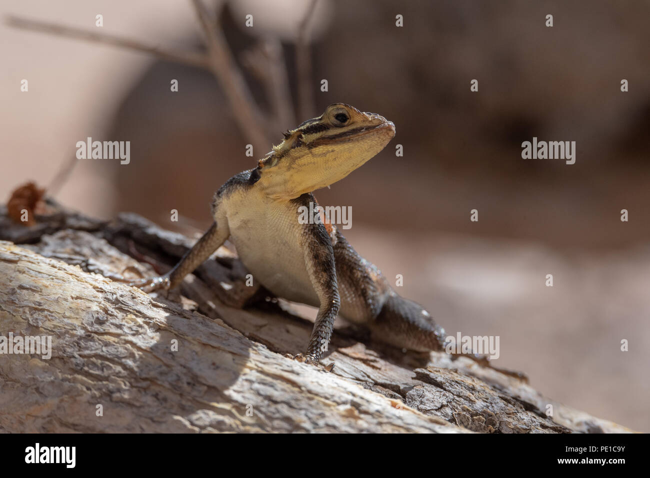 Curious namibian rock lizard on a tree branch Stock Photo - Alamy