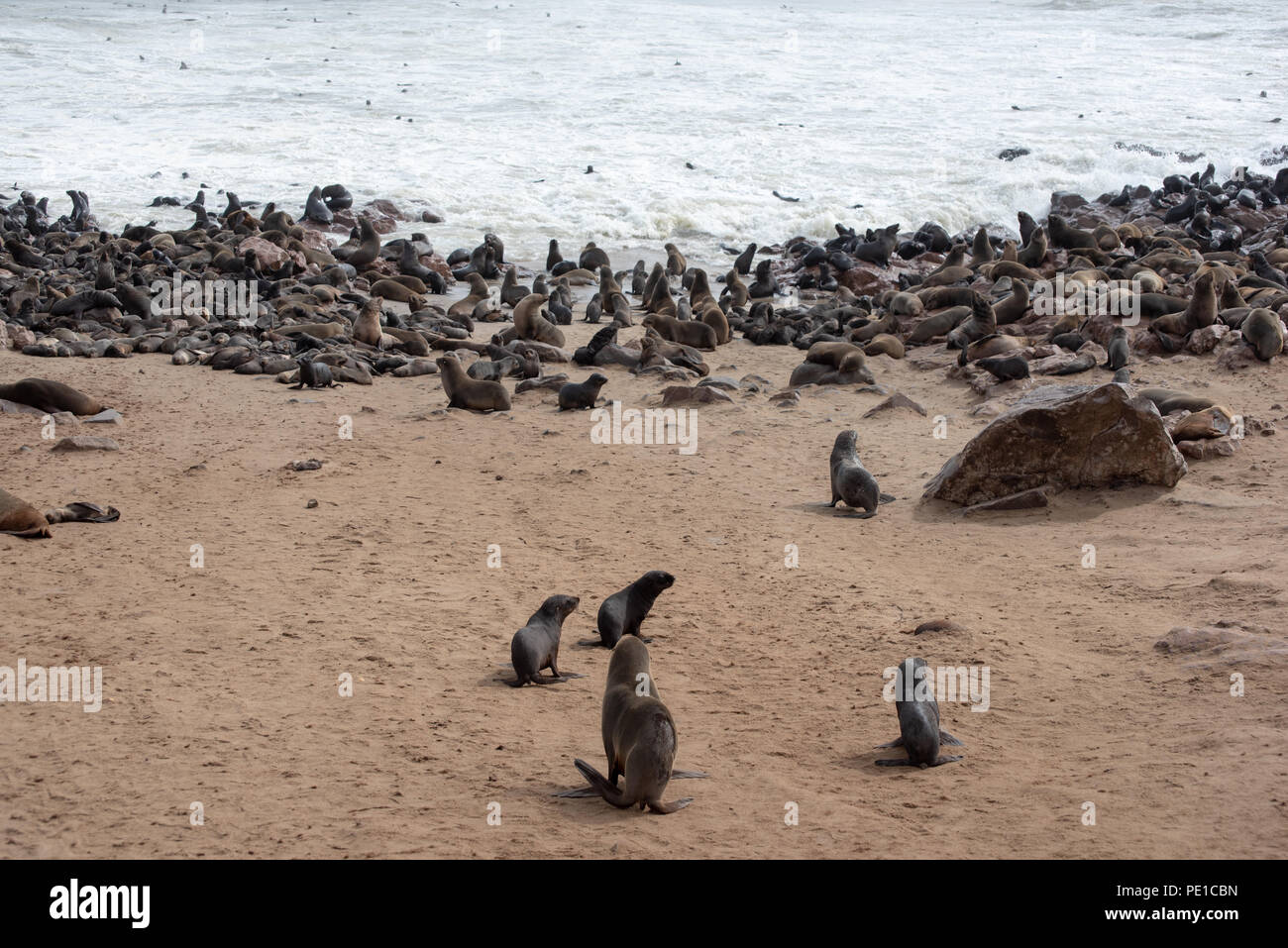 Colony of seals hi-res stock photography and images - Alamy