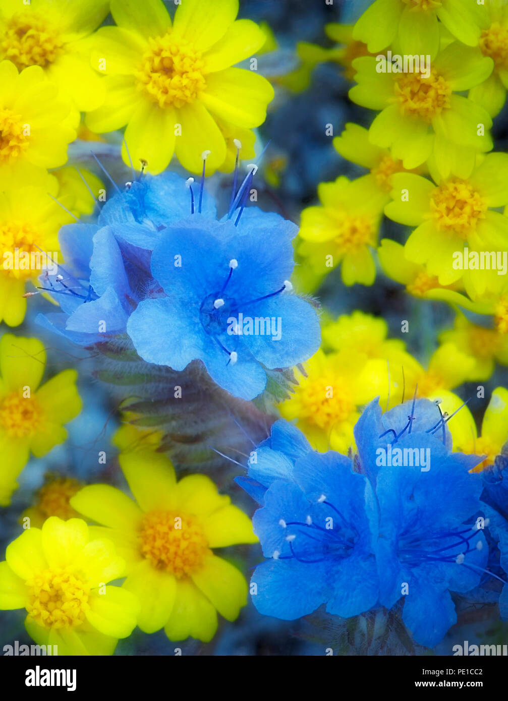 Wild Heliotrope (Phacelia distans) and yellow Wallace's Eriophyllum ...