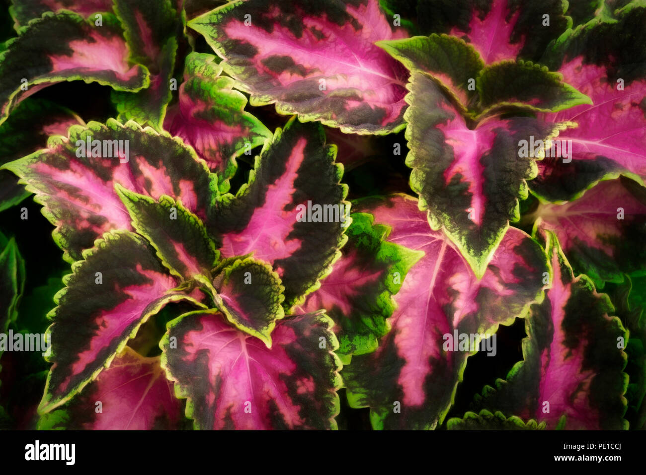 Coleus petals hi-res stock photography and images - Alamy