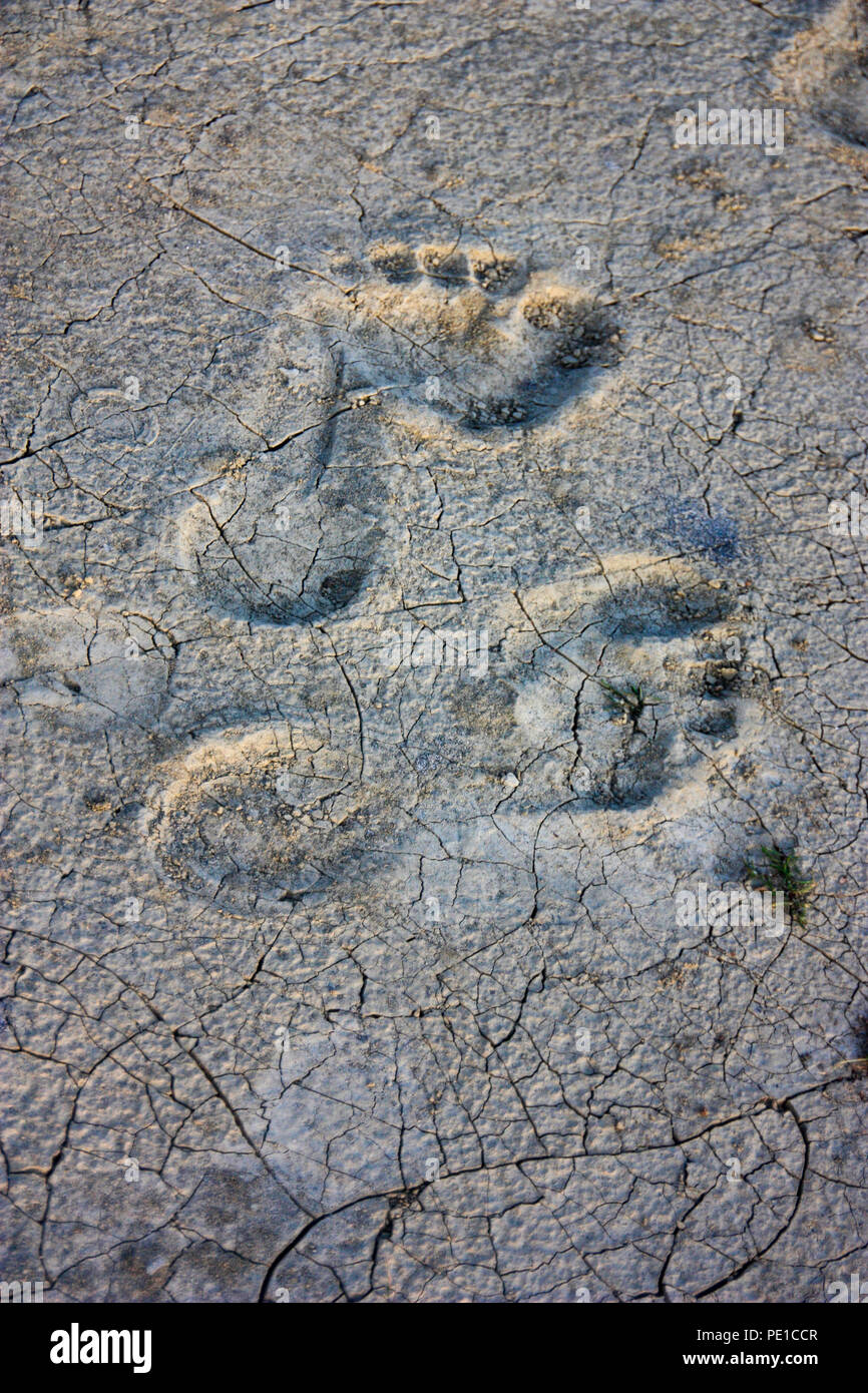 Human footprints in dry soil at the Black's Beach near Torrey Pines and ...