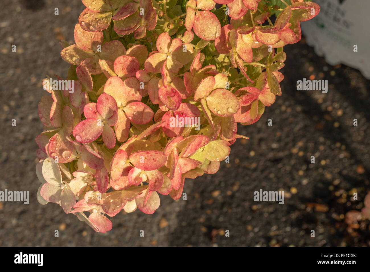 flowers with morning due Stock Photo - Alamy