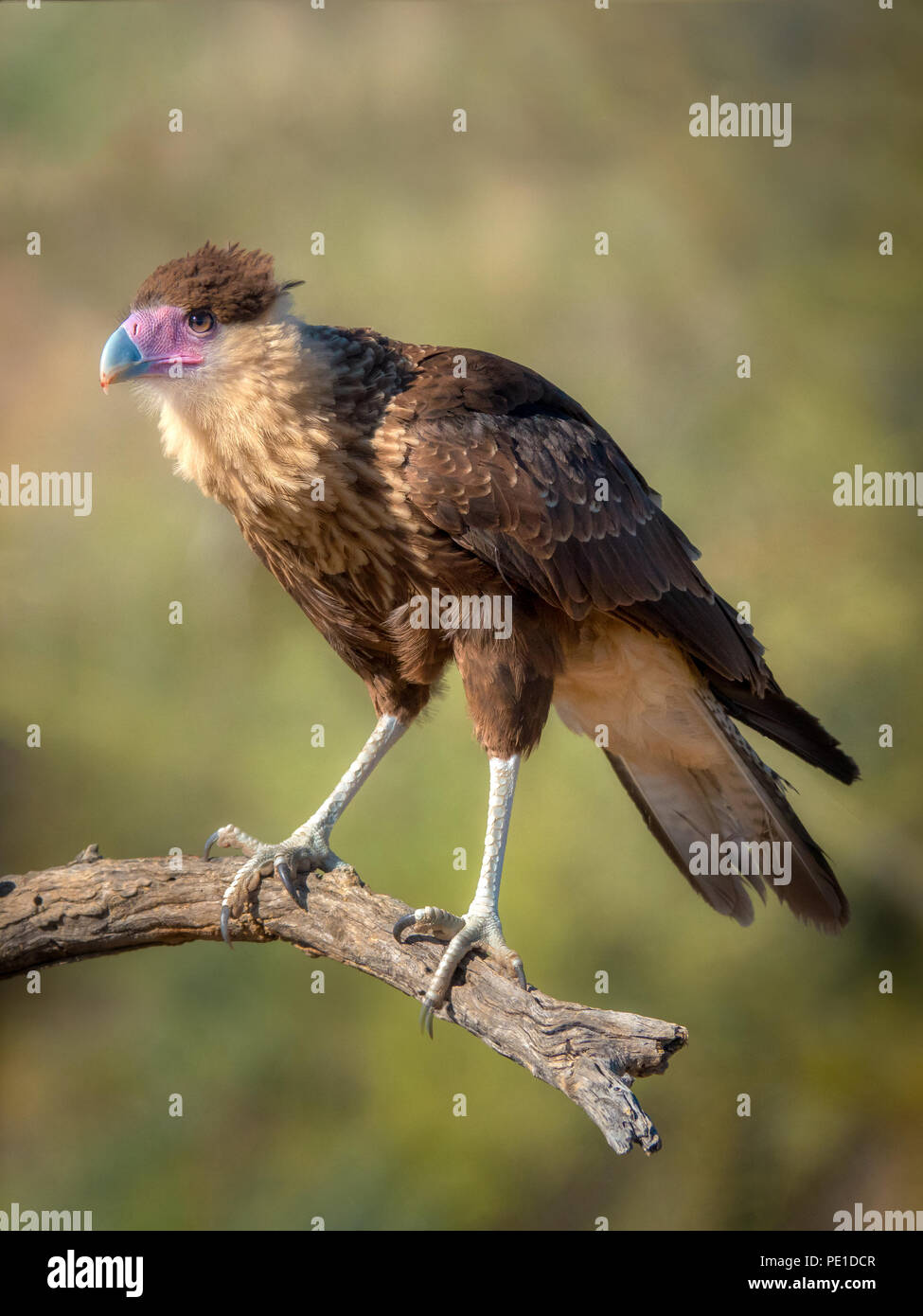 Juvenile Crested Caracara Bird Caracara cheriway Predator Stock Photo ...
