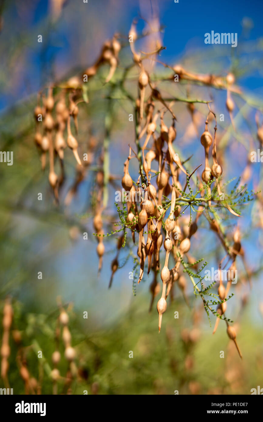 Kidney bean tree hi-res stock photography and images - Alamy