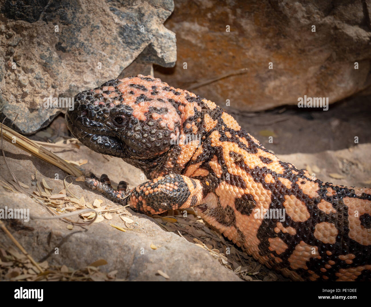 Gila monster Heloderma suspectum venomous lizard native to the ...